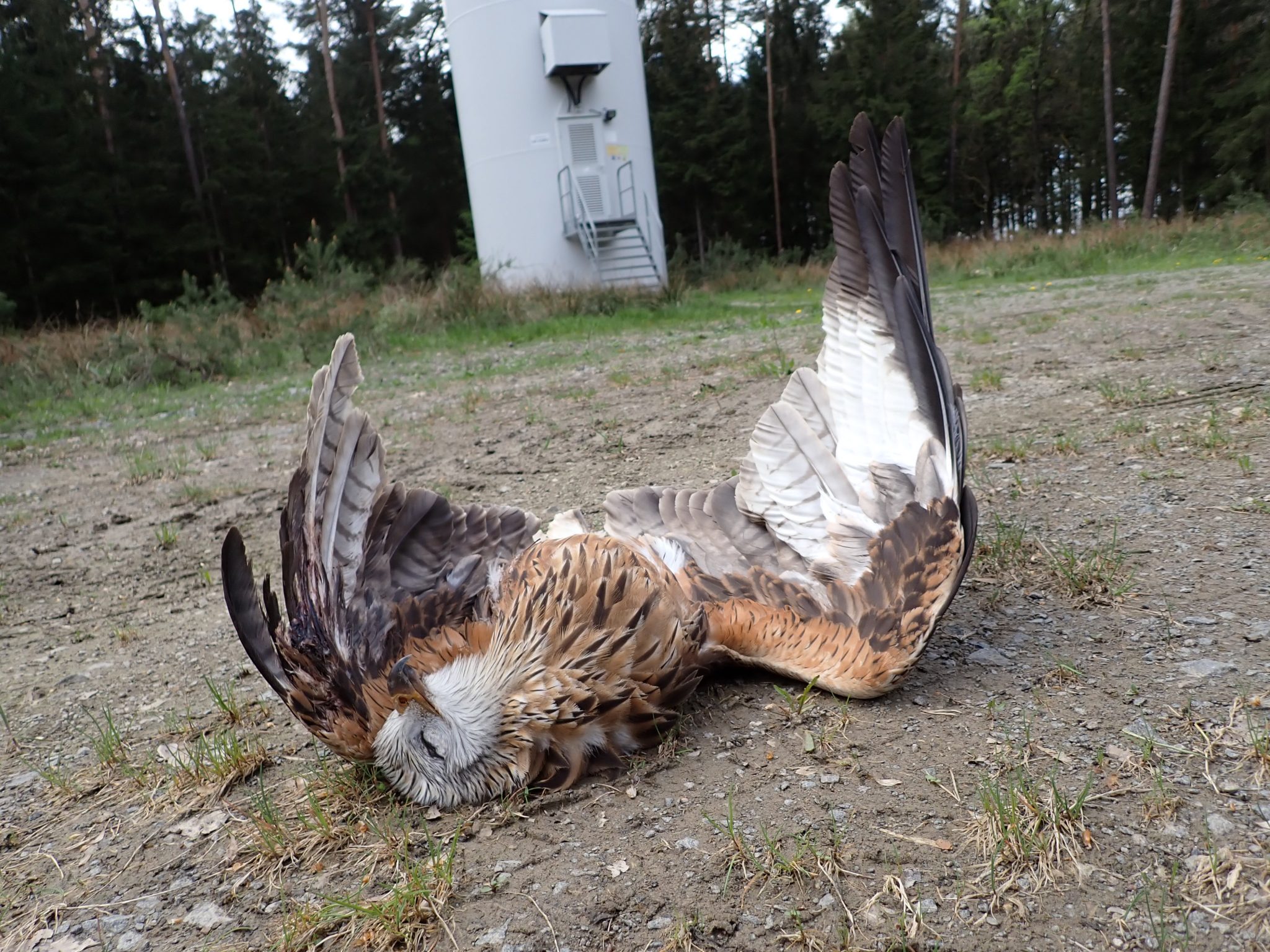 Weiterer Rotmilan im Odenwald von Windrad getötet | Rettet den Odenwald